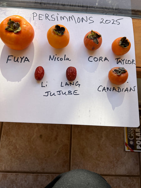 PERSIMMON CORA or PESSAMIN ....SEE SPECIAL 2026 – Green Barn Farm