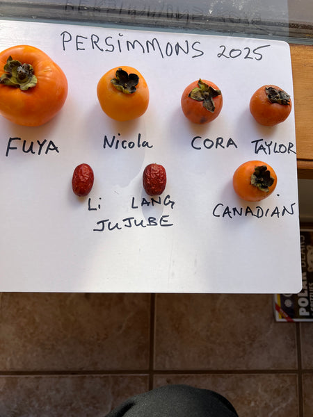 3 X PERSIMMON - CANADIAN TAYLOR – Green Barn Farm