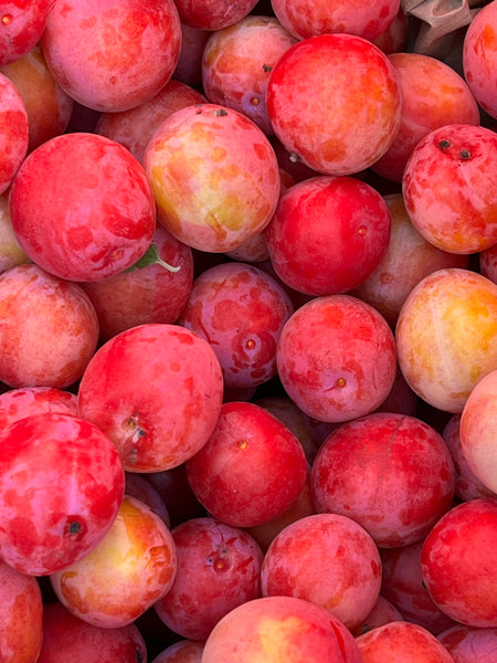 A PLUMCOT - GOLDSTAR – Green Barn Farm