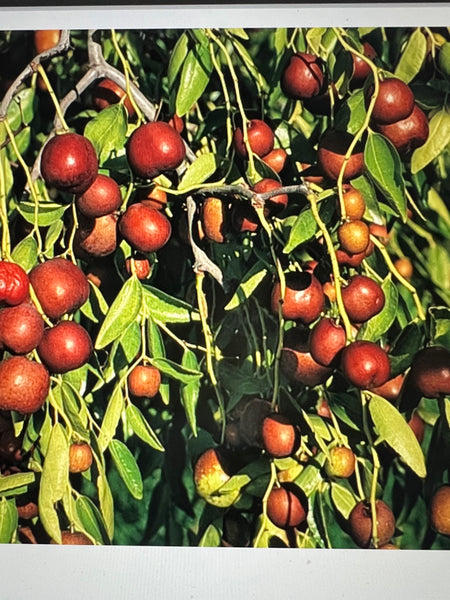 JUJUBE or CHINESE DATE – Green Barn Farm