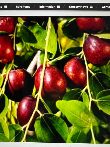 JUJUBE or CHINESE DATE – Green Barn Farm