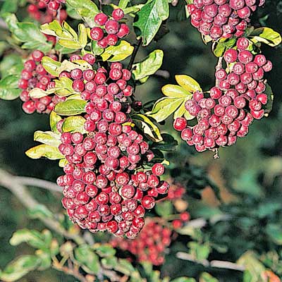 SCHISANDRA - PRINCE – Green Barn Farm