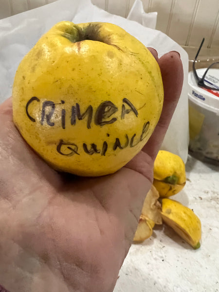 QUINCE - Crimea – Green Barn Farm